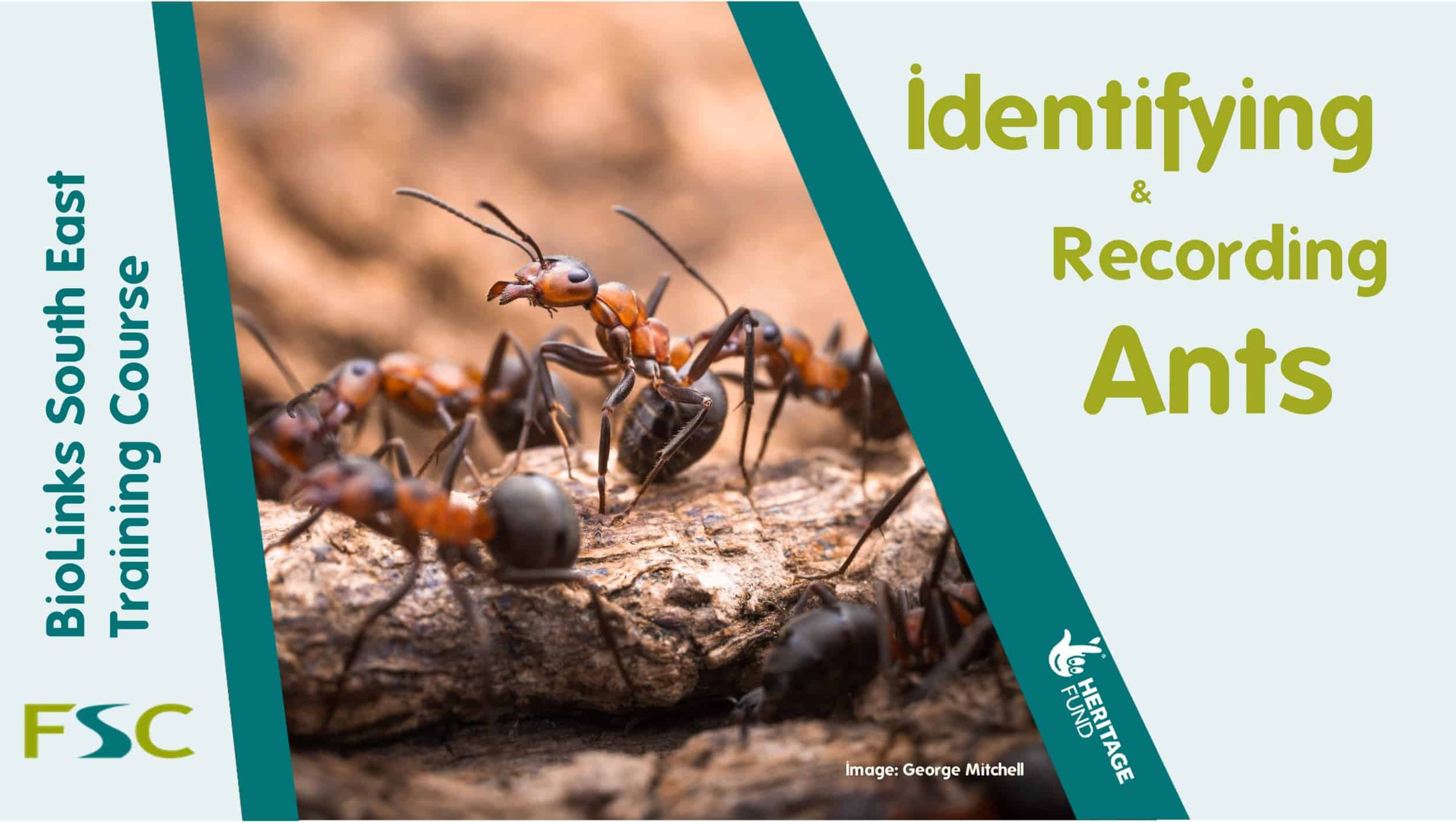 Identifying and Recording Ants – Field Studies Council