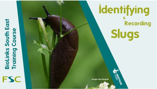 Identifying and Recording Slugs – Field Studies Council