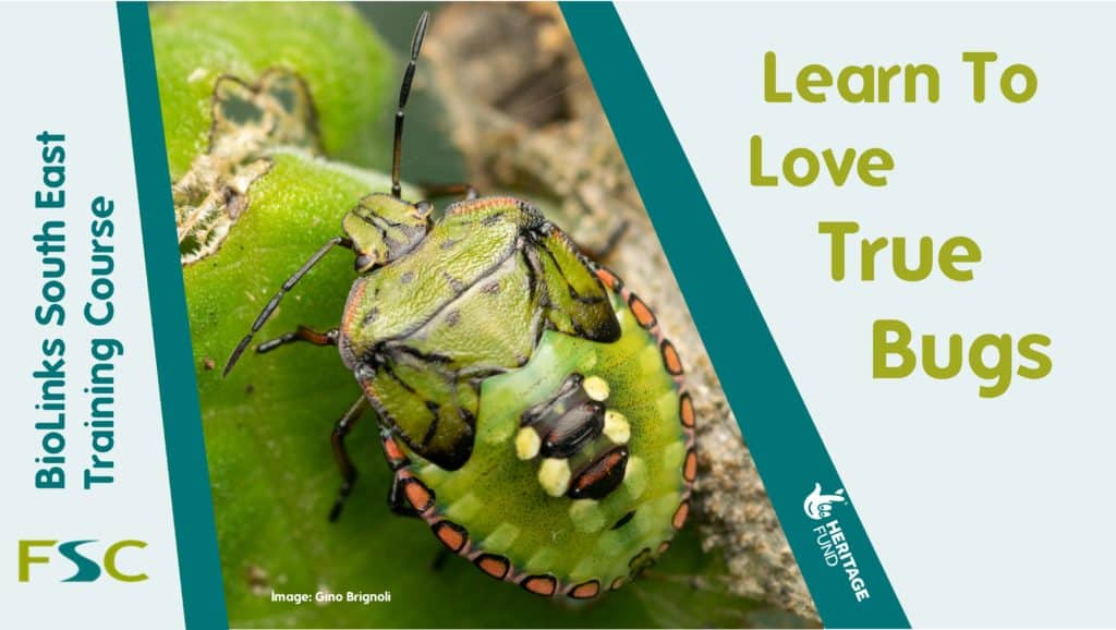 Learn to Love True Bugs – Field Studies Council