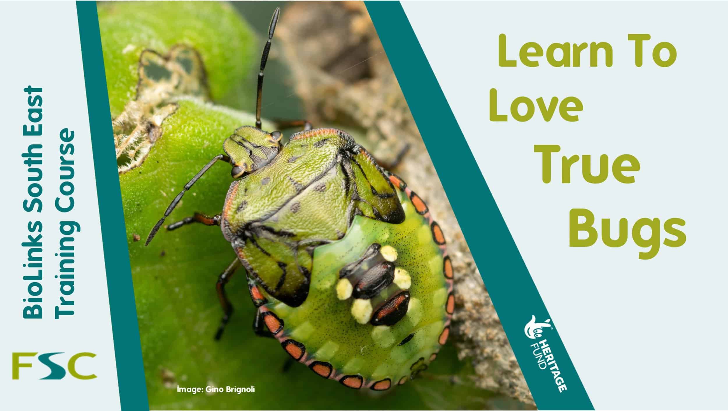 Learn to Love True Bugs – Field Studies Council
