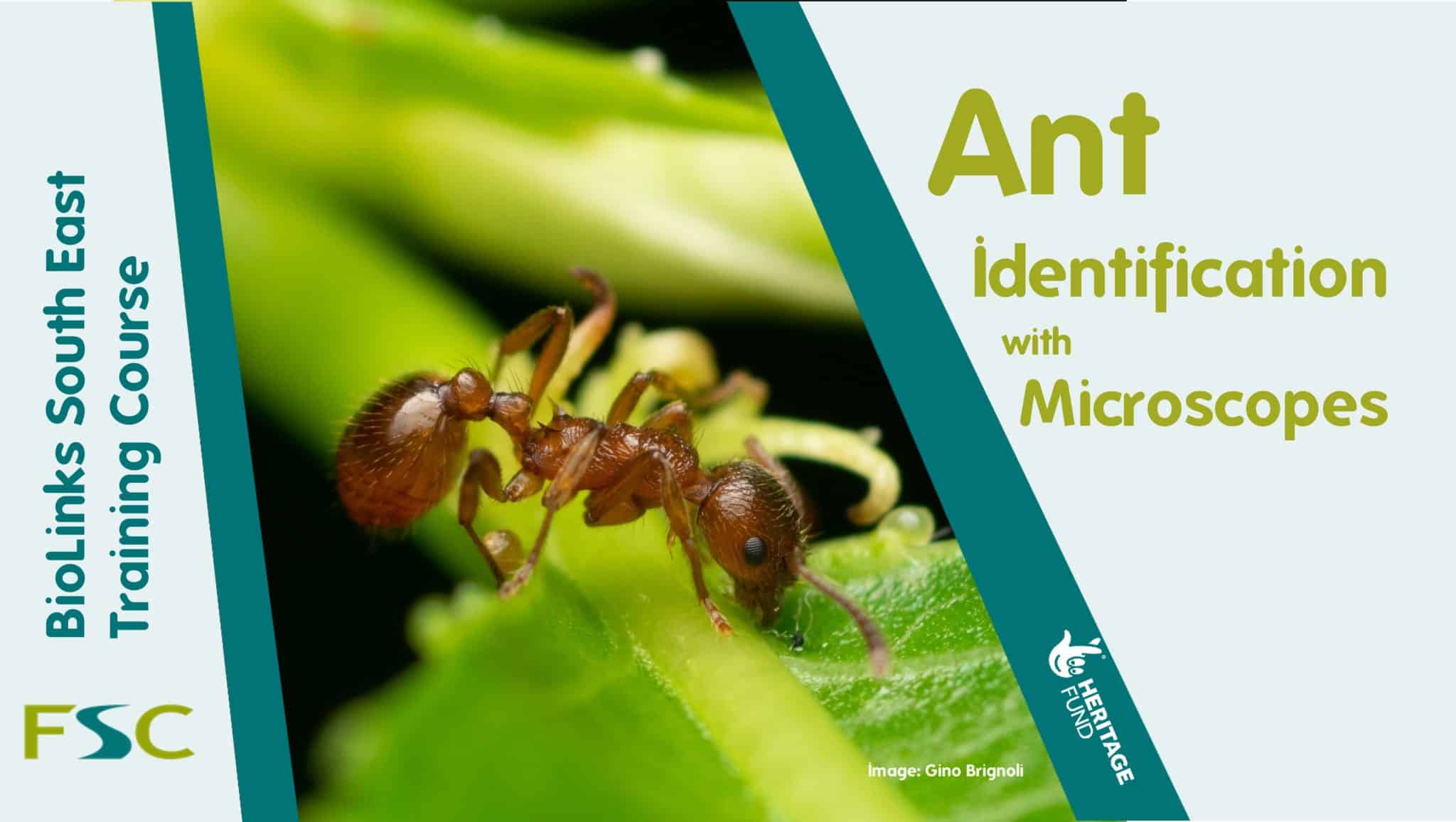 Ant Identification with Microscopes – Field Studies Council