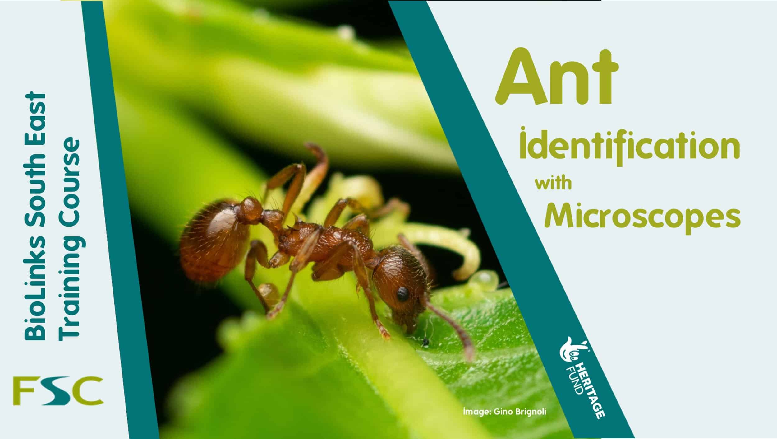 Ant Identification with Microscopes – Field Studies Council