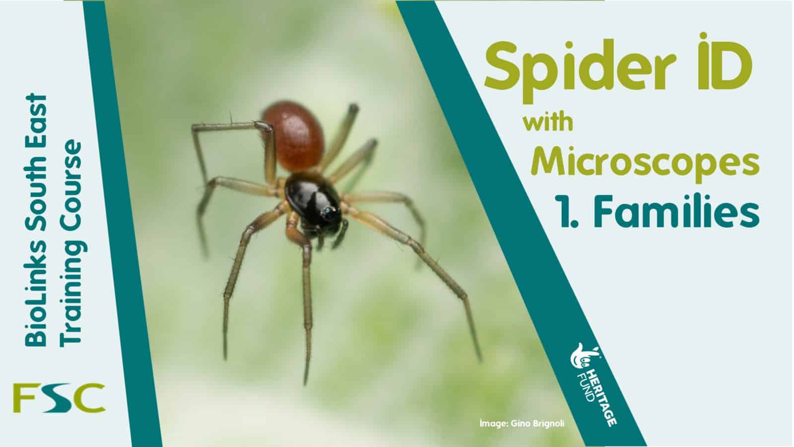 Field Identification of Spiders – Field Studies Council