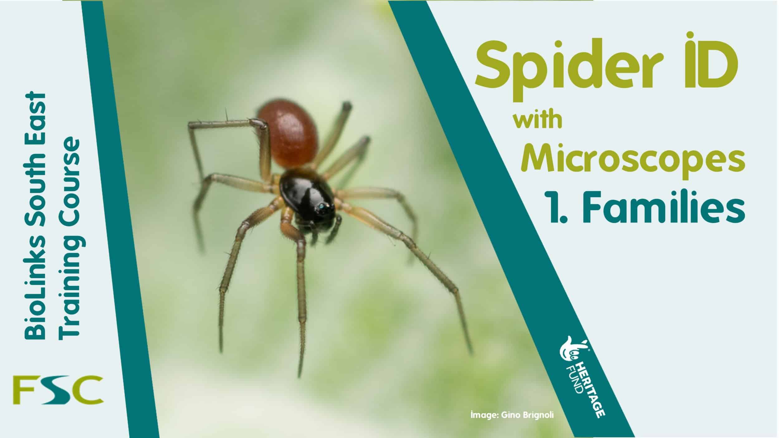 Field Identification of Spiders – Field Studies Council
