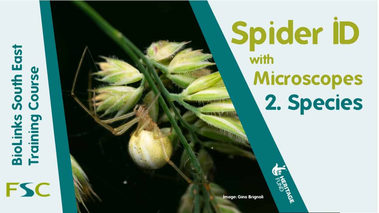 Field Identification of Spiders – Field Studies Council