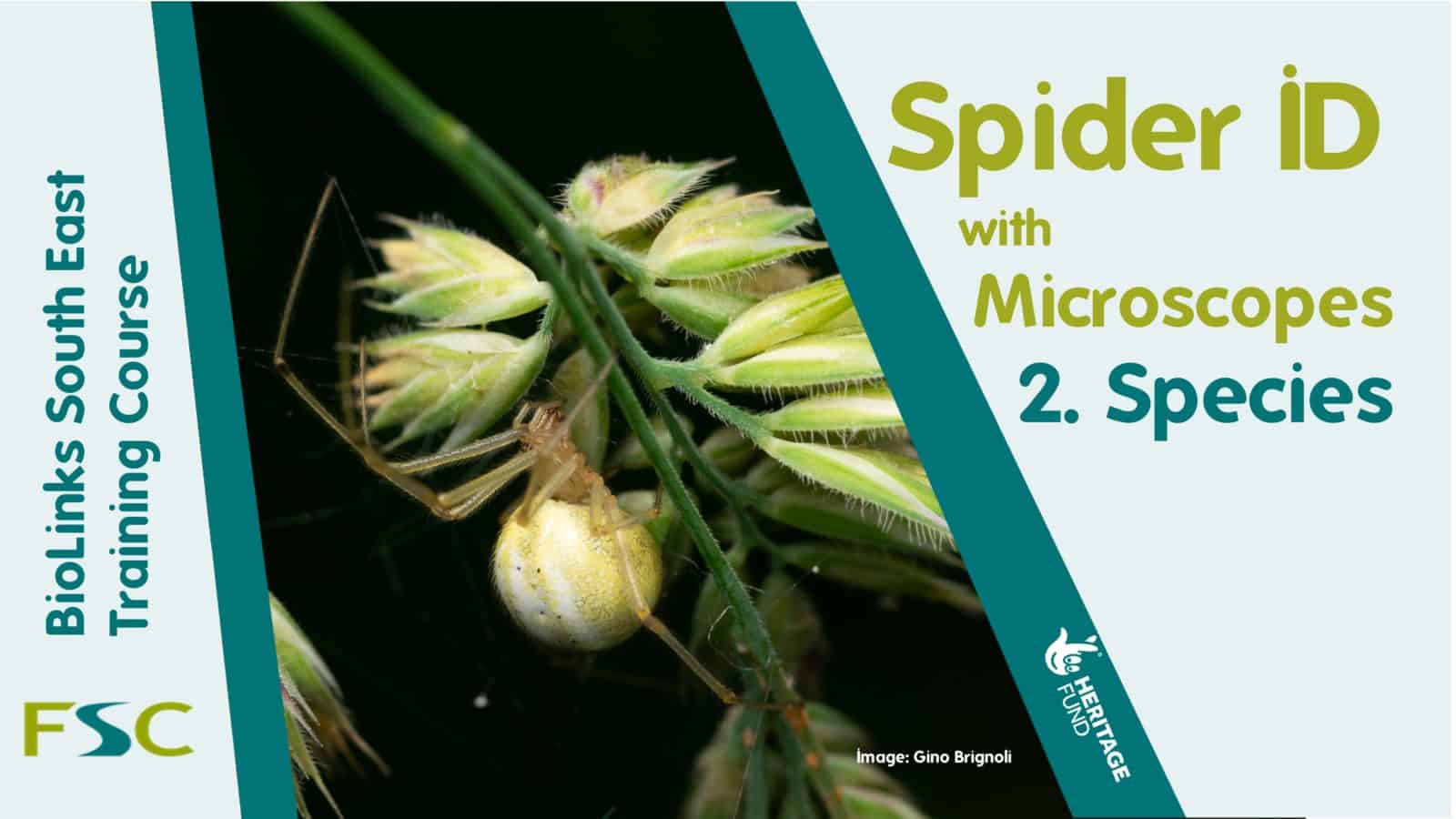 Field Identification of Spiders – Field Studies Council