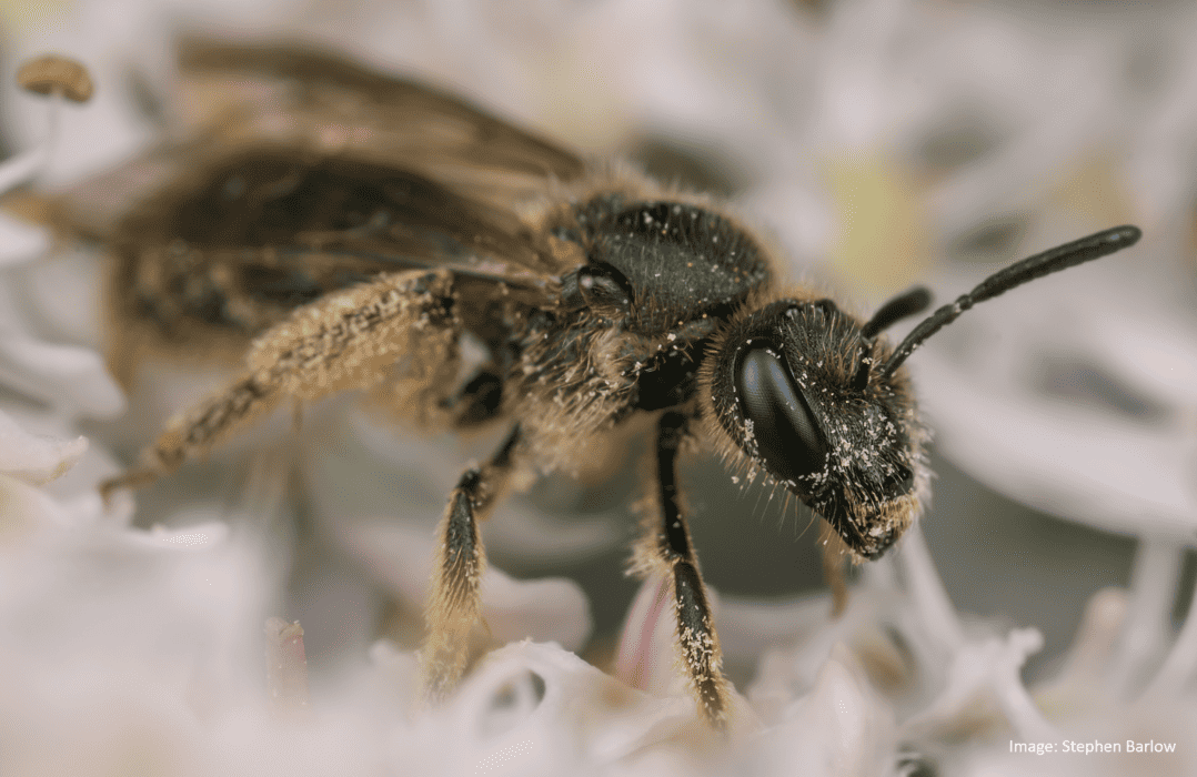 Identification of Solitary Bees - MMU 2023 – Field Studies Council