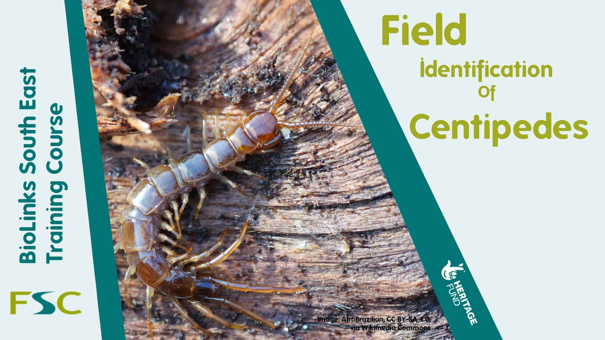 Field Identification of Centipedes – Field Studies Council