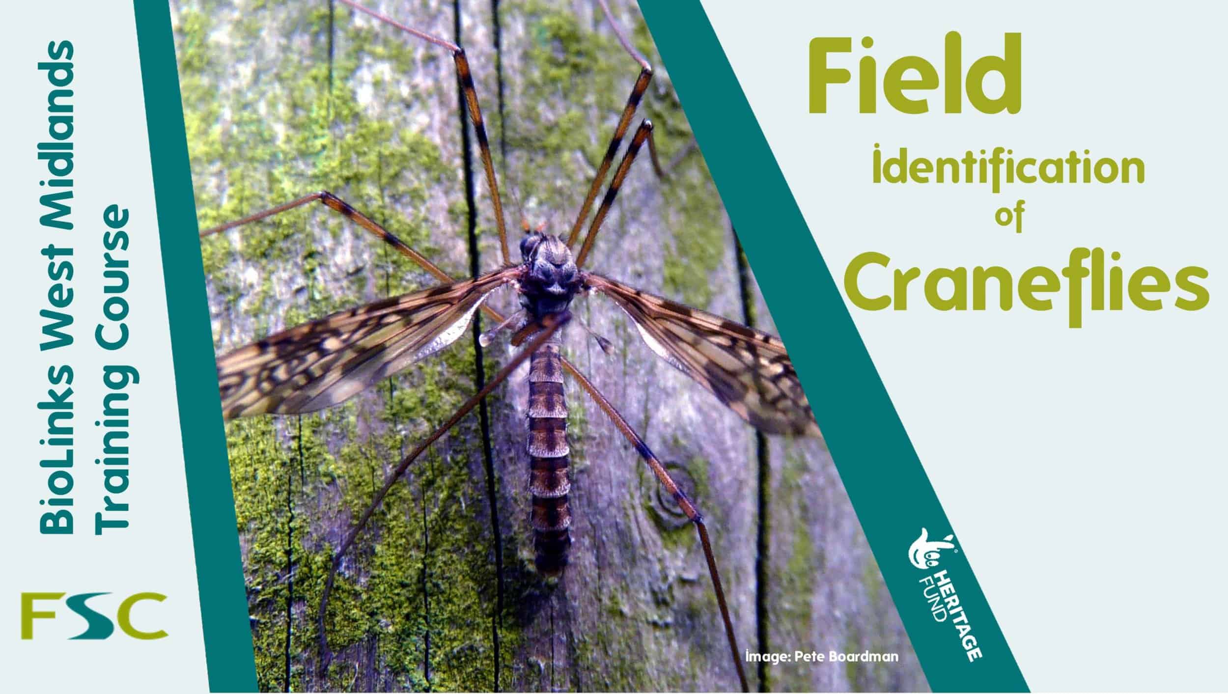 Field Identification of Craneflies – Field Studies Council