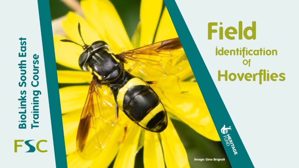 Field Identification of Hoverflies – Field Studies Council