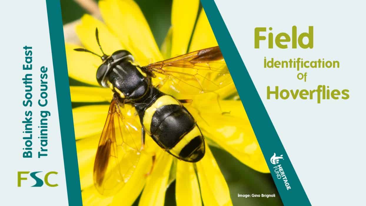 Field Identification of Hoverflies – Field Studies Council