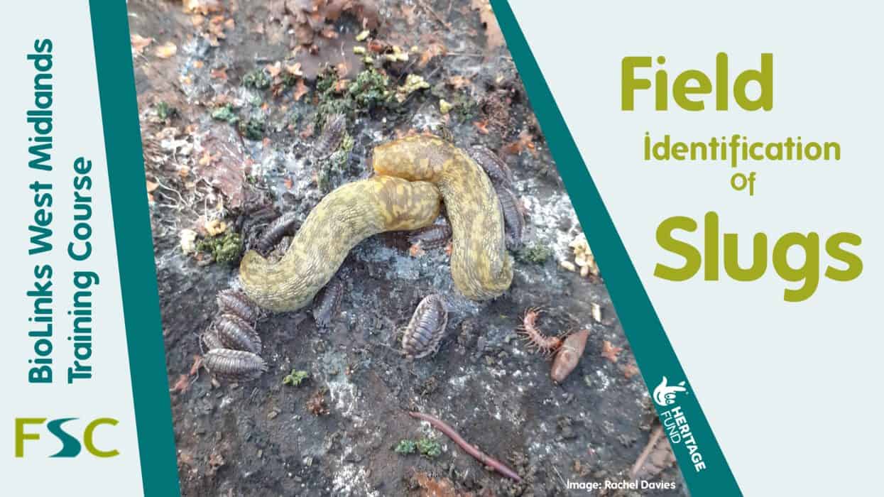Field ID of Slugs – Field Studies Council