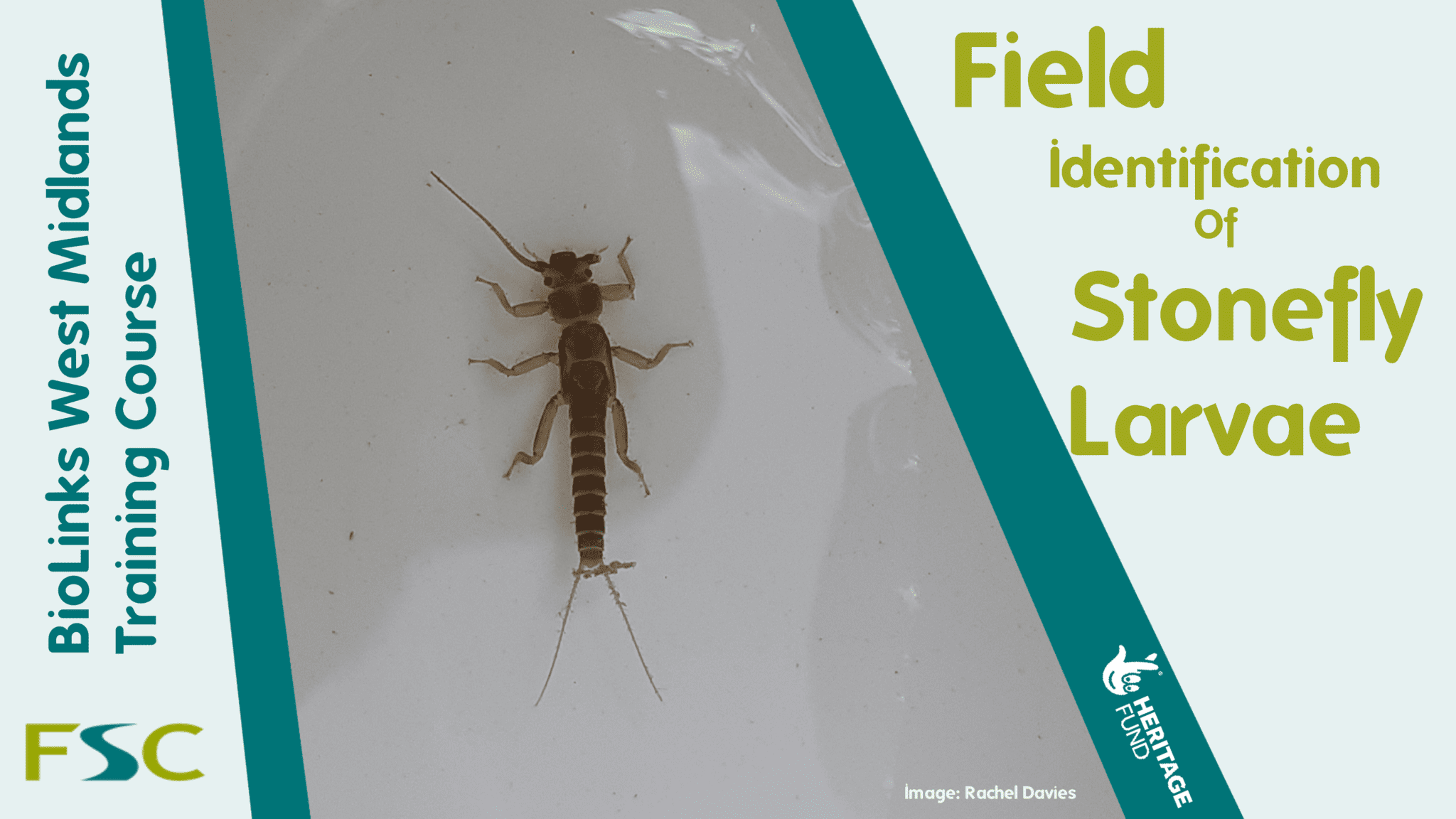 Field Identification of Stonefly Larvae – Field Studies Council