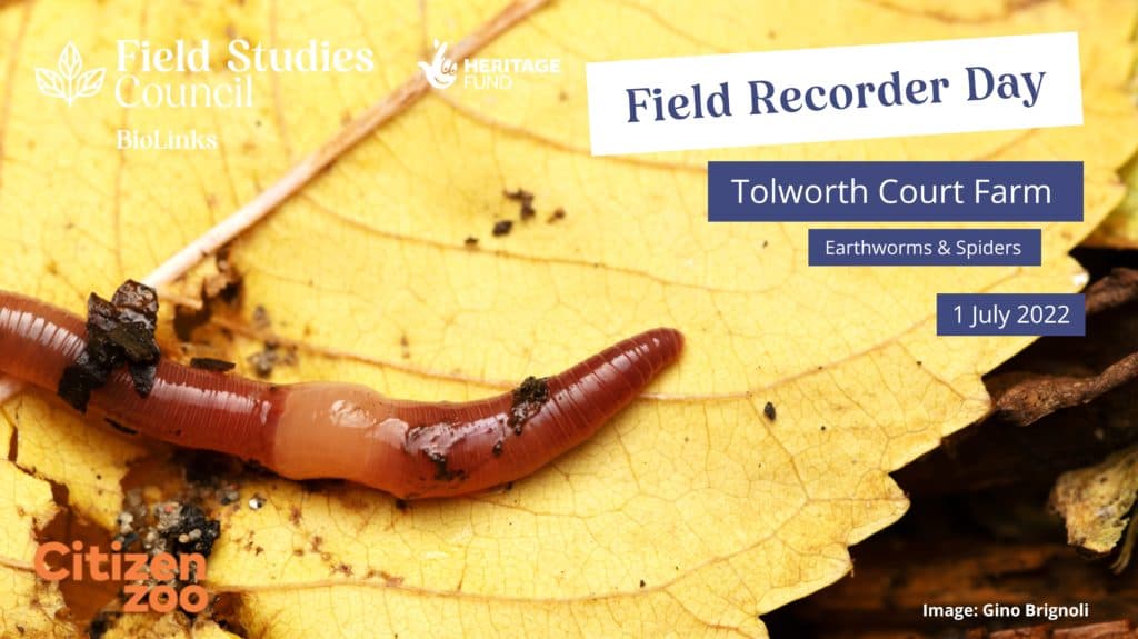 Earthworm, Beetle, and Spider Field Recorder Day @ Tolworth Court Farm ...