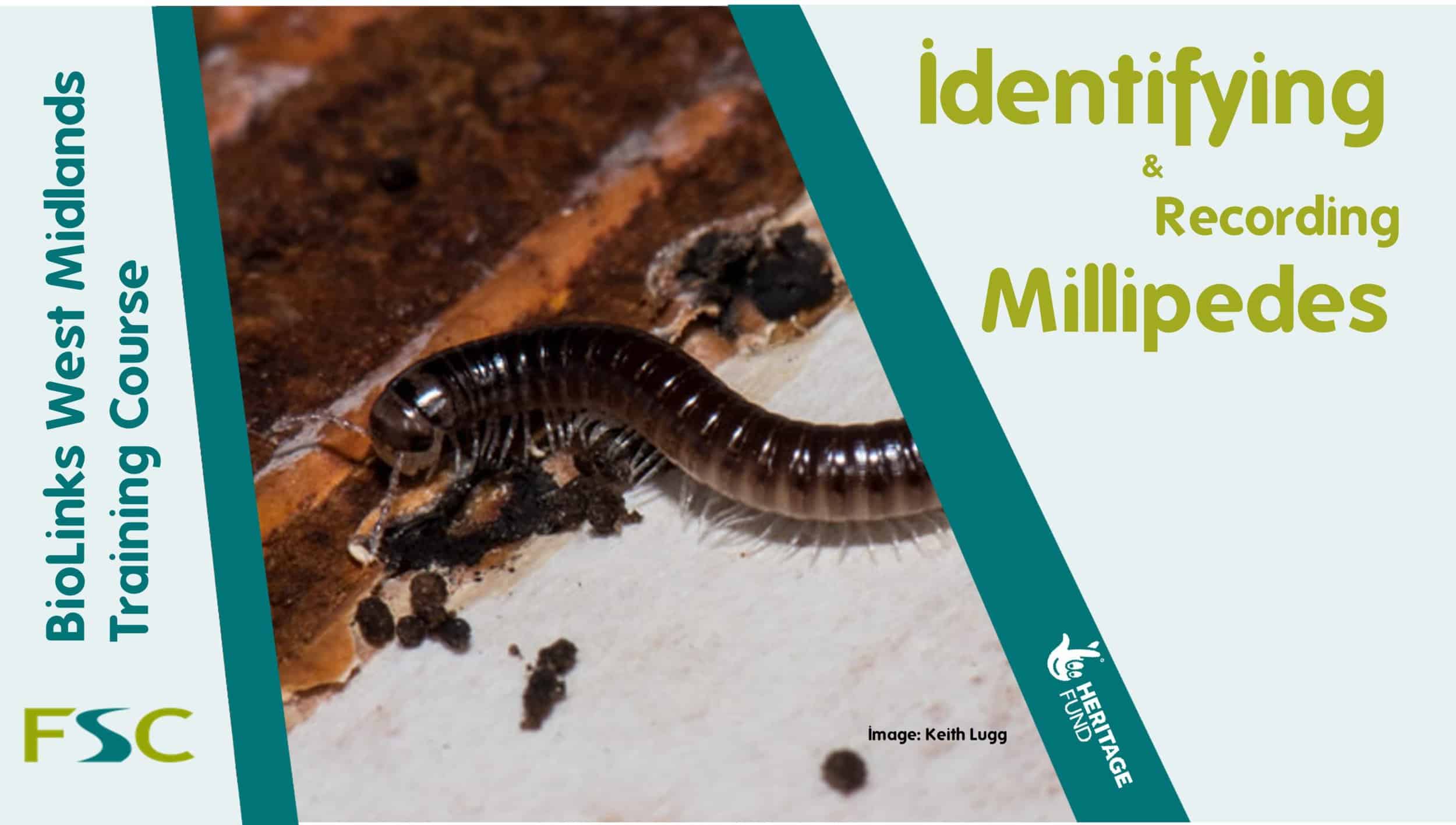 Identifying and Recording Millipedes – Field Studies Council