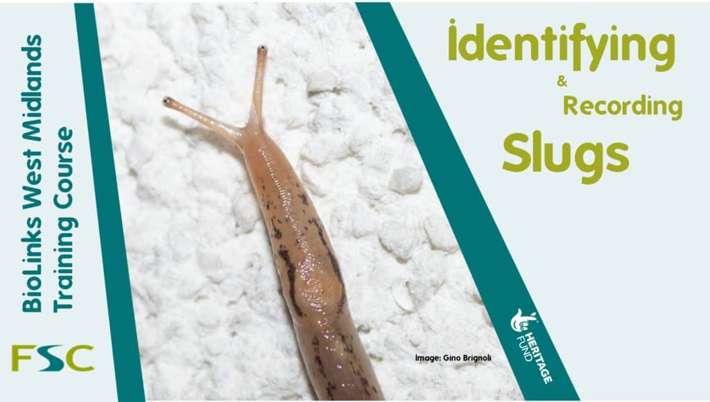 Identifying and Recording Slugs – Field Studies Council