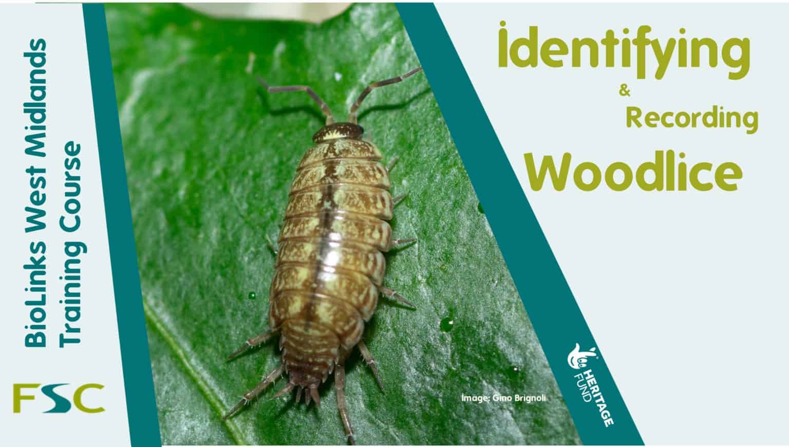 Identifying and Recording Woodlice – Field Studies Council