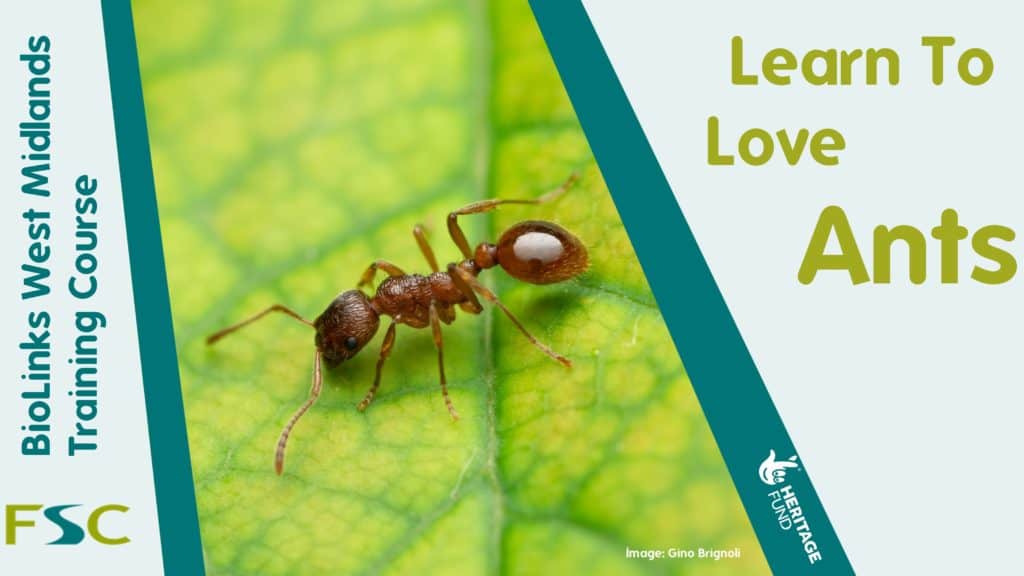 Learn to Love Ants – Field Studies Council
