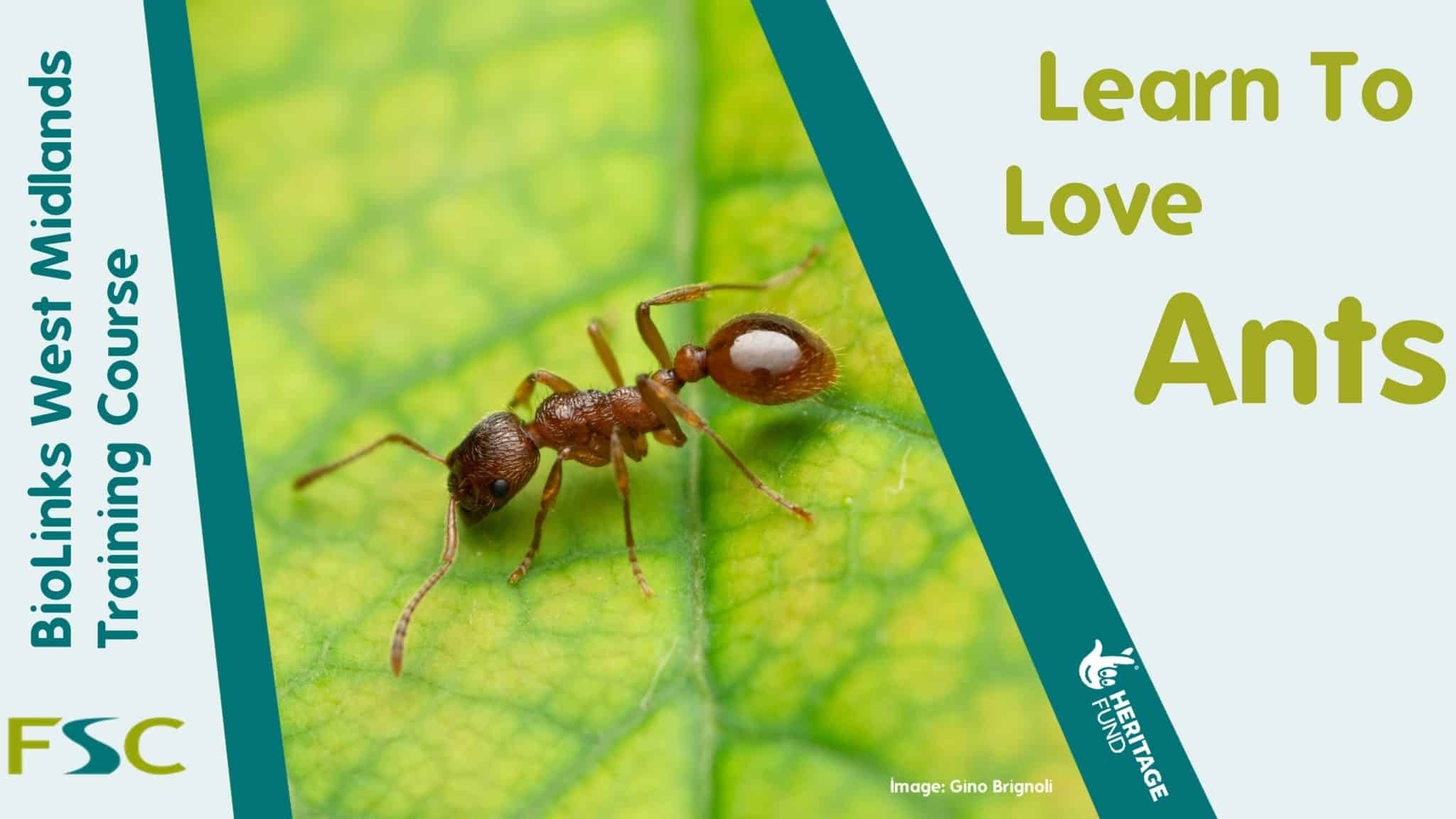 Learn to Love Ants – Field Studies Council
