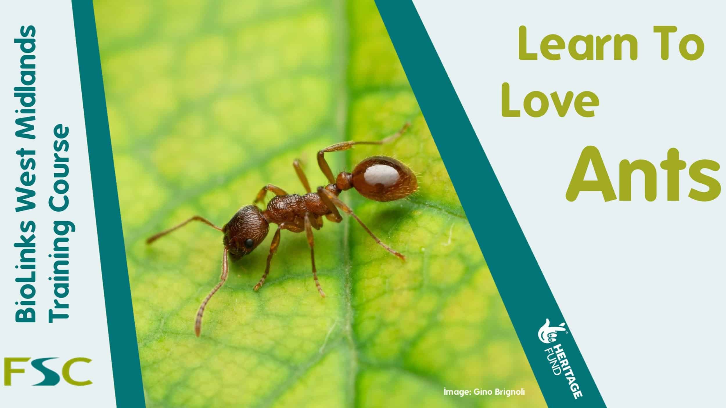 Learn to Love Ants – Field Studies Council
