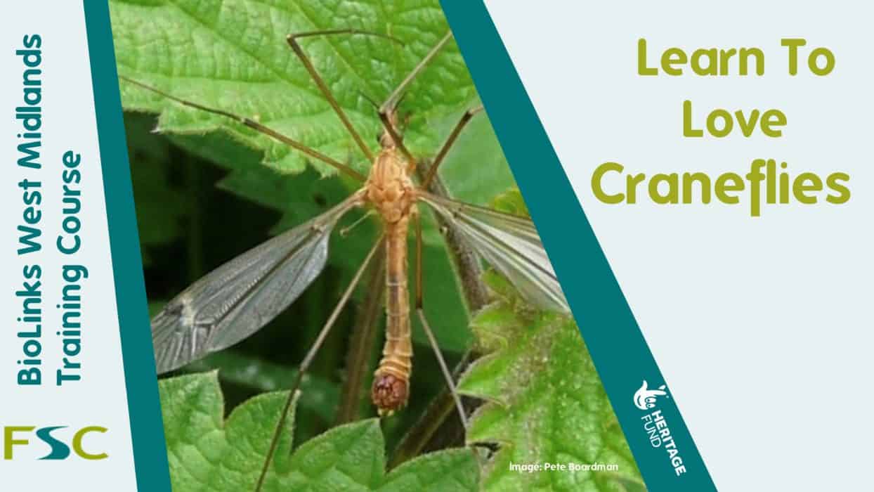 Learn to Love Craneflies – Field Studies Council