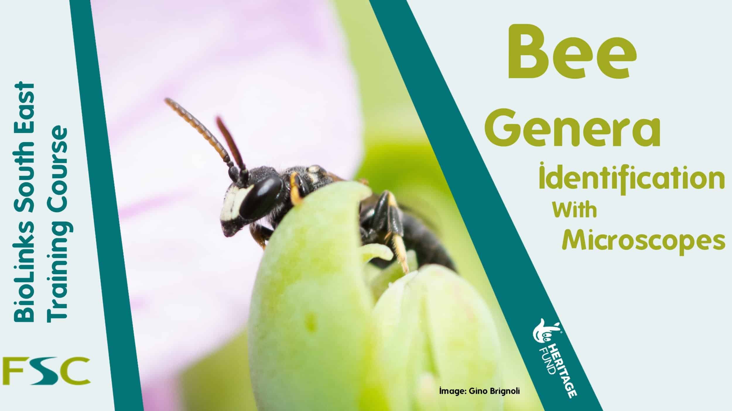 Bee Genera Identification with Microscopes – Field Studies Council