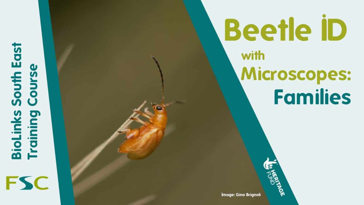 Beetle ID with Microscopes: Families – Field Studies Council