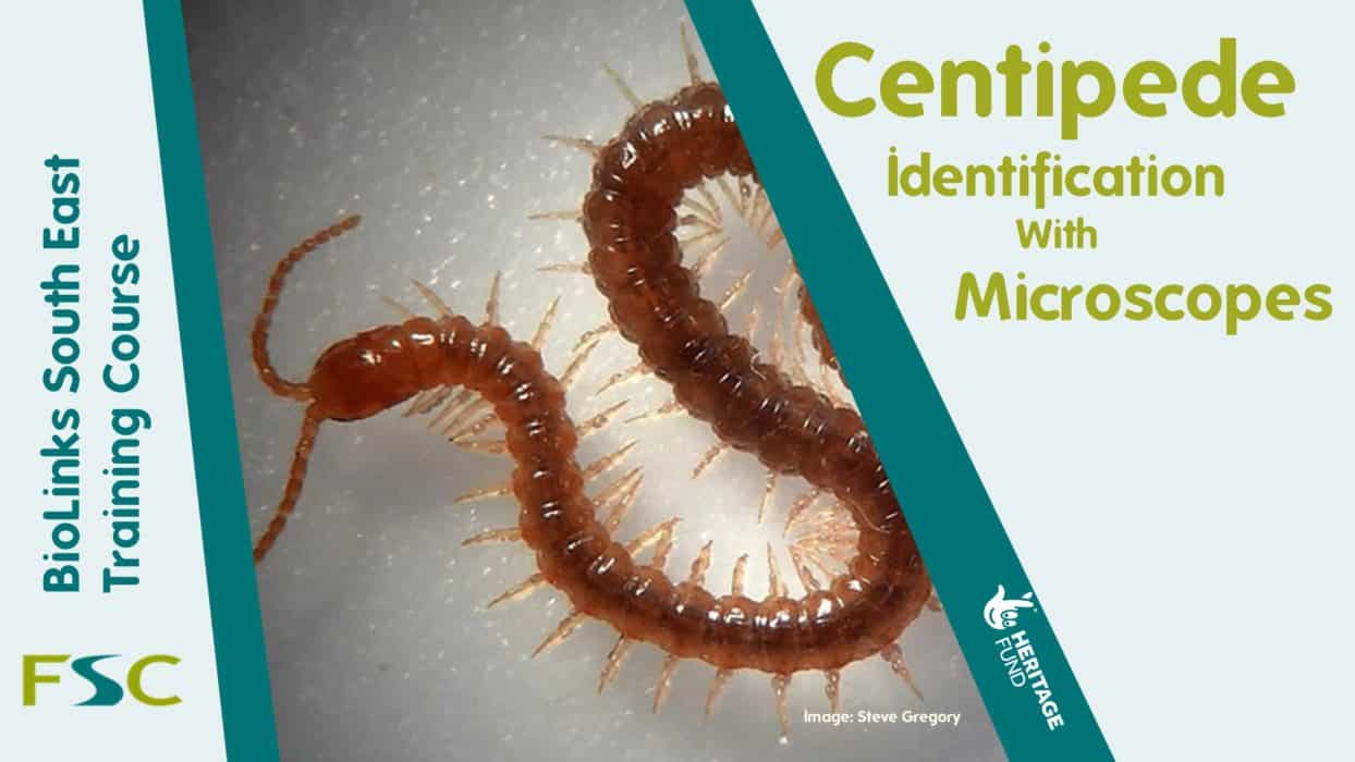 Centipede Identification with Microscopes – Field Studies Council