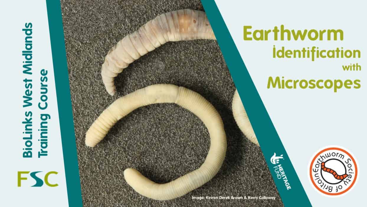 Earthworm Identification with Microscopes – Field Studies Council