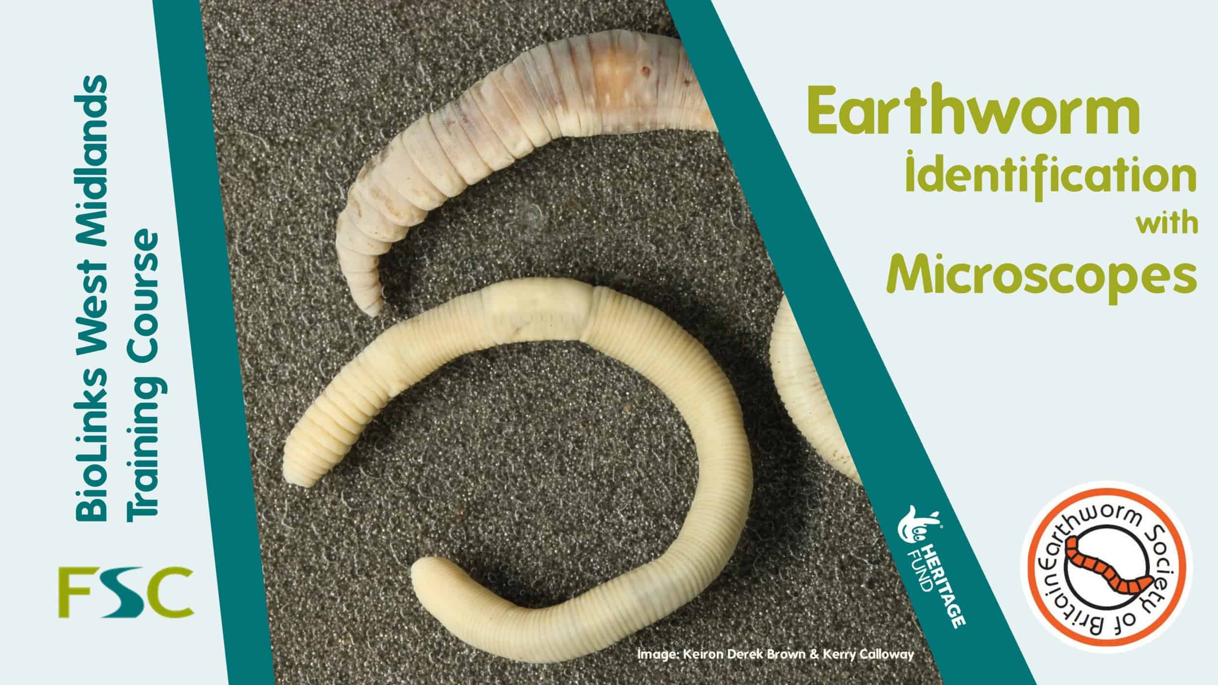Earthworm Identification with Microscopes – Field Studies Council