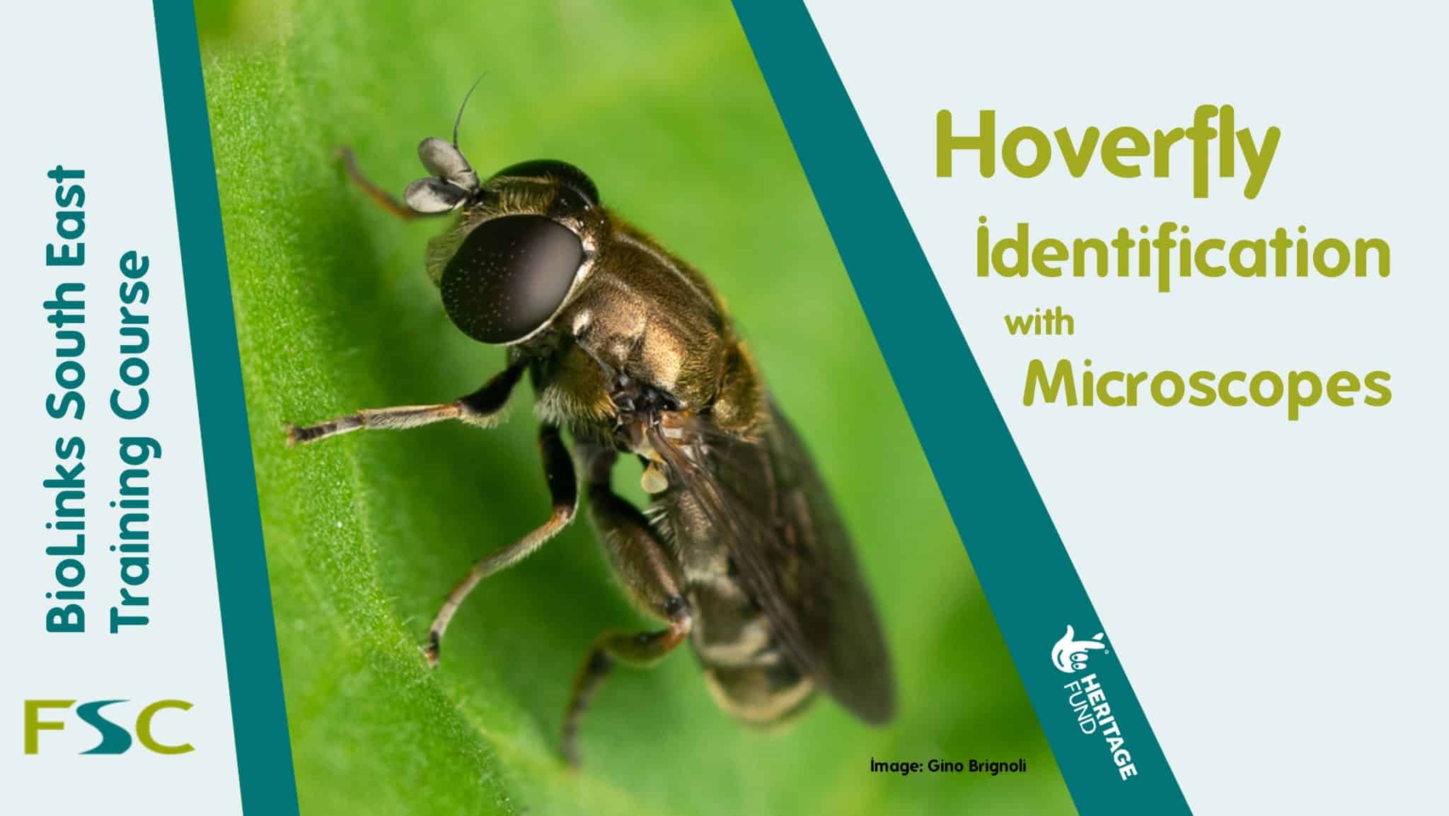 Hoverfly Identification with Microscopes – Field Studies Council