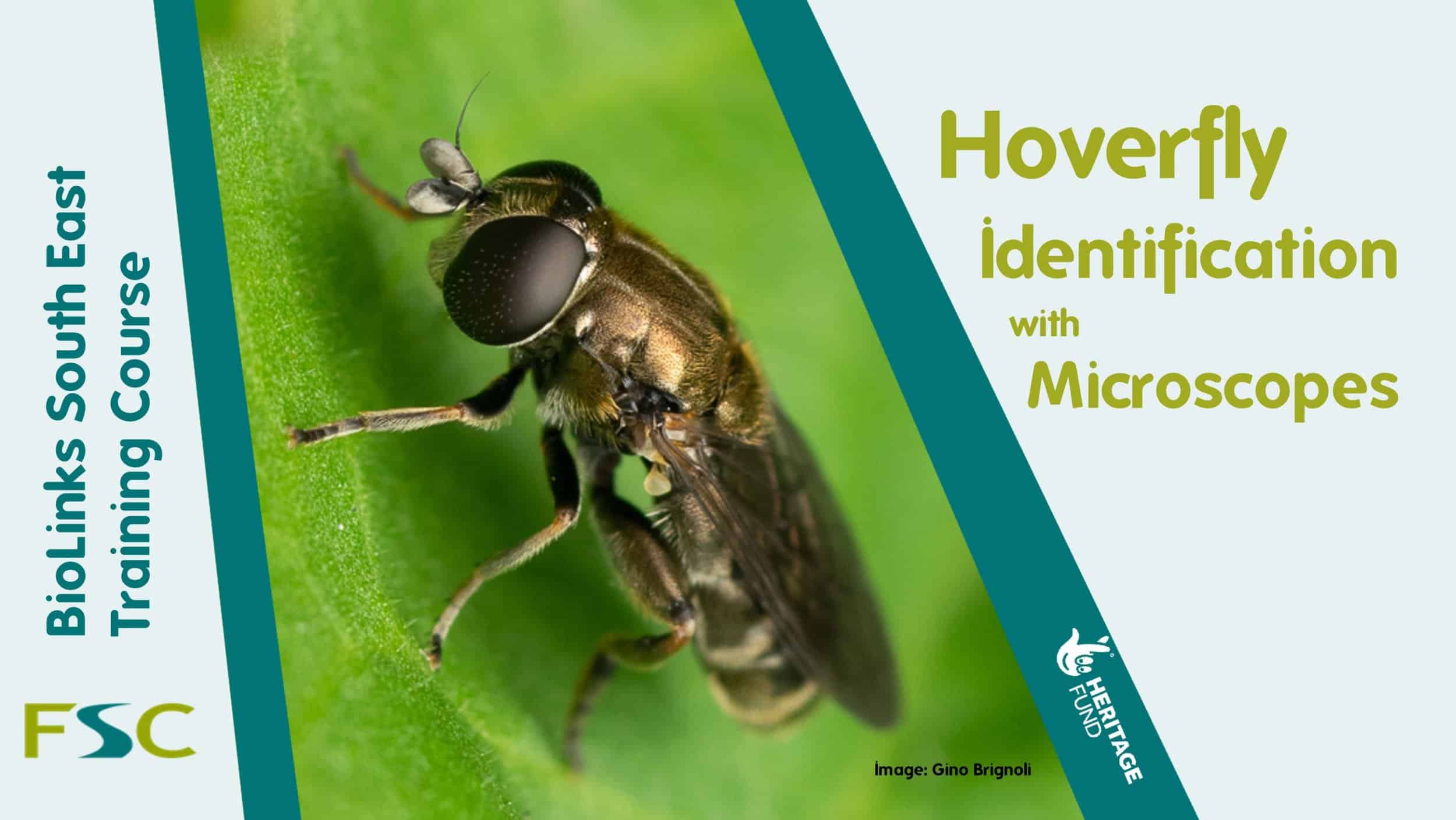 Hoverfly Identification with Microscopes – Field Studies Council
