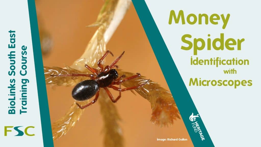 Money Spider ID with Microscopes – Field Studies Council