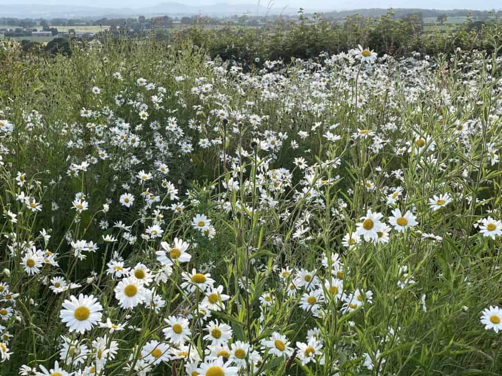 Identifying Wildflower Families with Keys – Field Studies Council