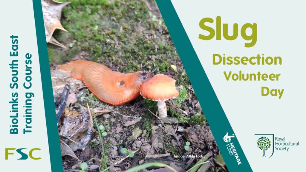 Slug Dissection Volunteer ID Day – Field Studies Council