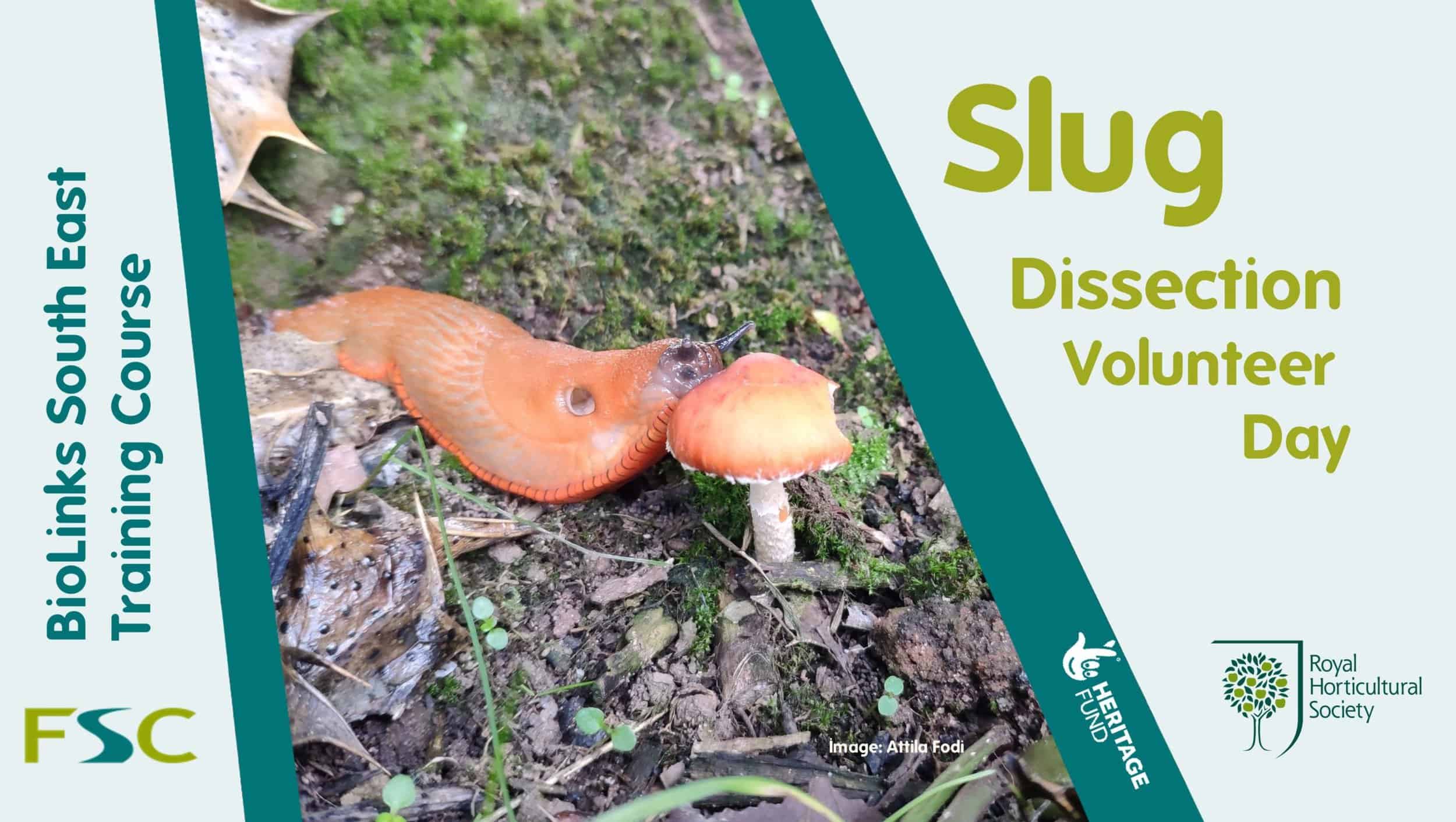 Slug Dissection Volunteer ID Day – Field Studies Council