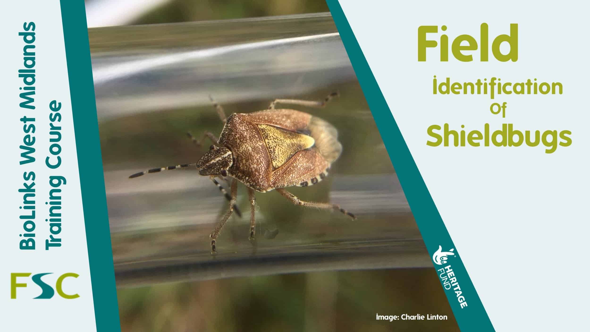 Field Identification of Shieldbugs – Field Studies Council