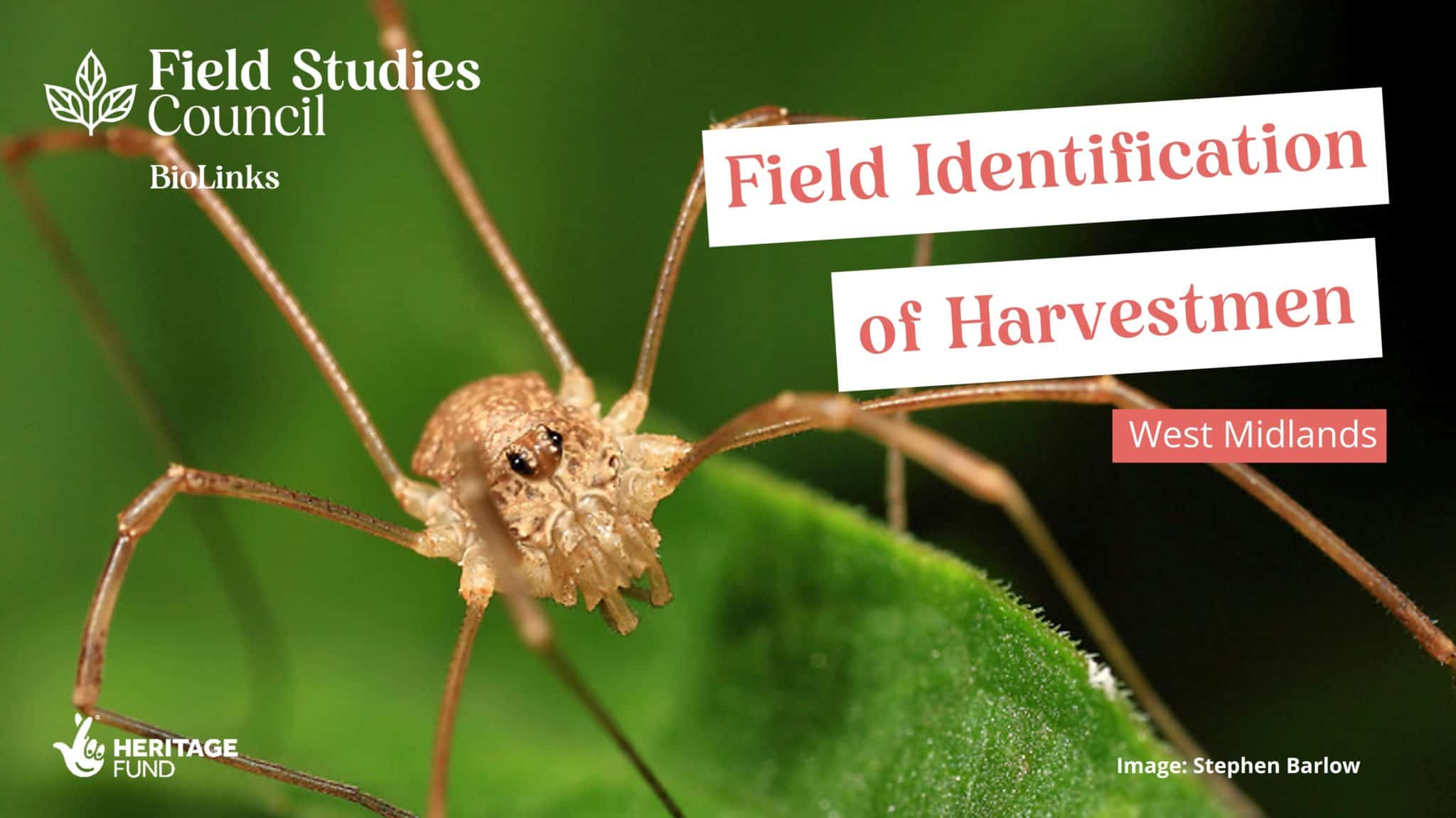 Field Identification of Harvestmen – Field Studies Council
