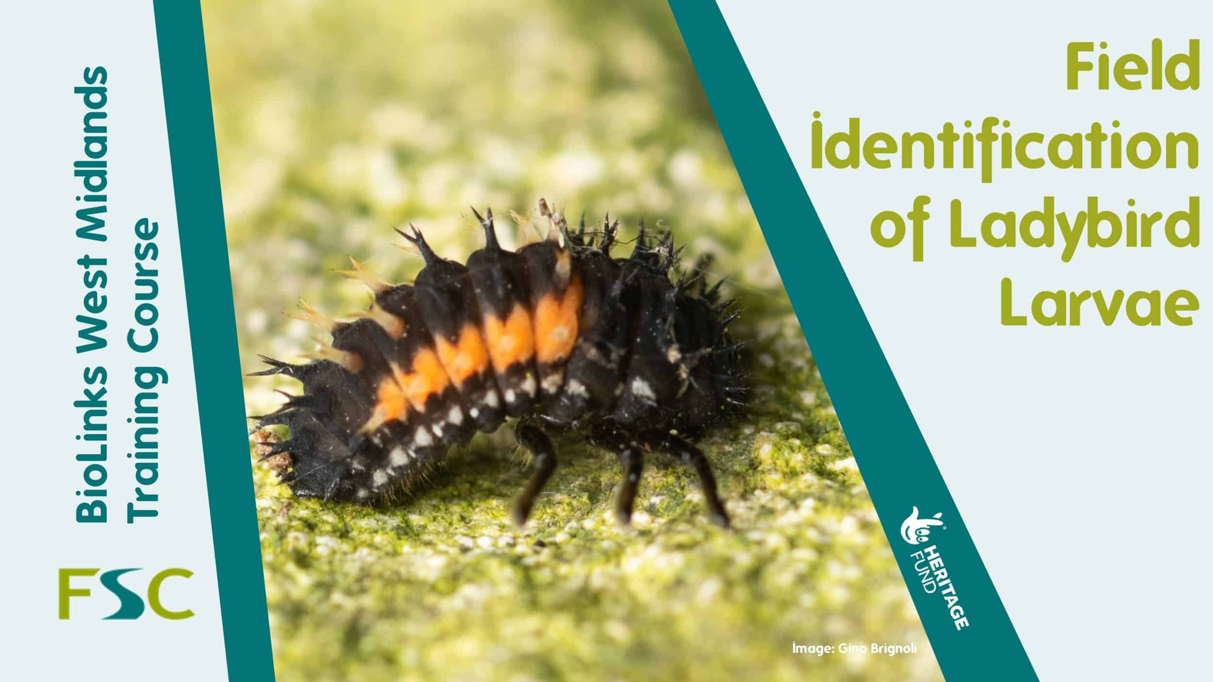 Field Identification of Ladybird Larvae – Field Studies Council