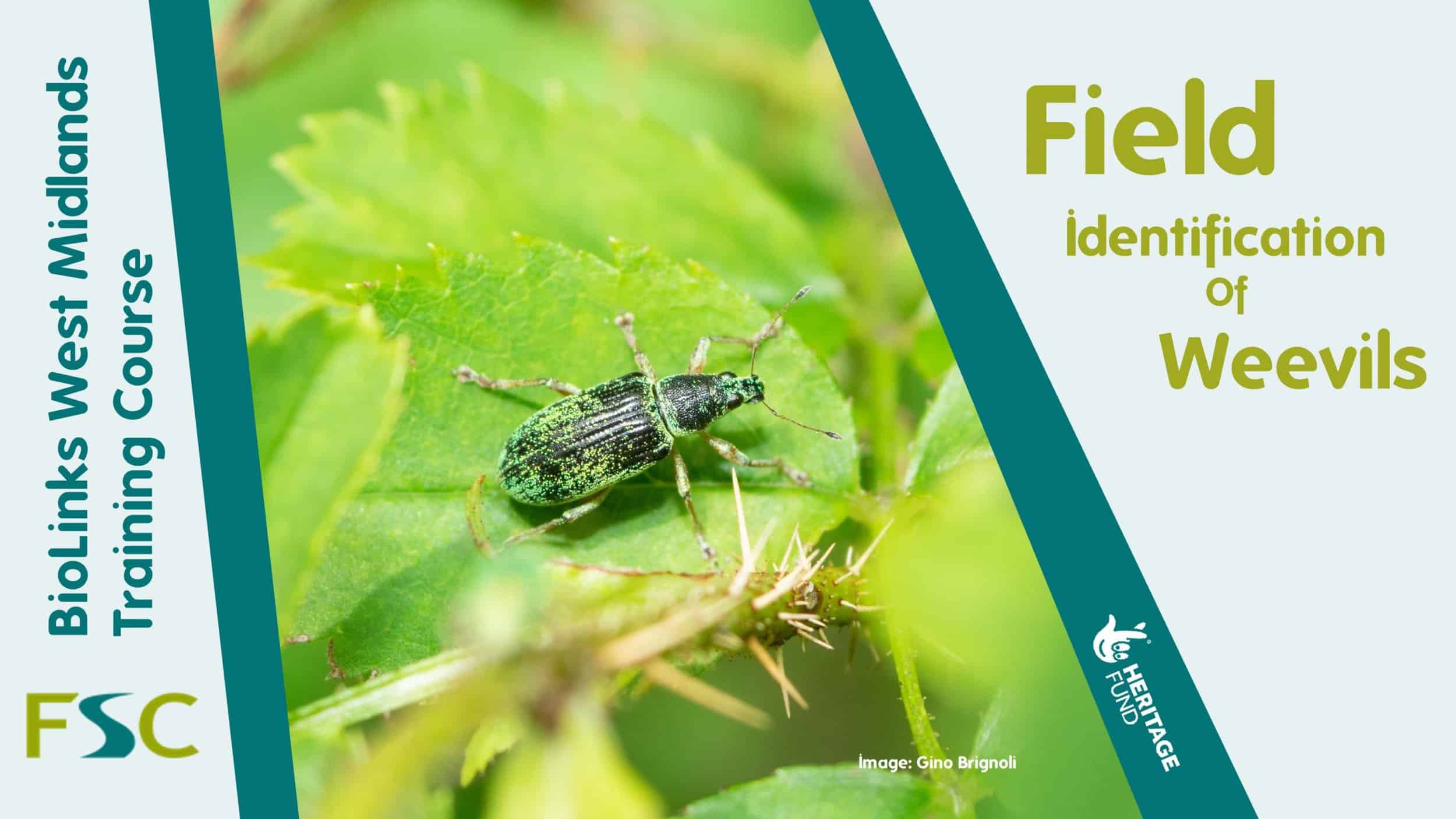 Field Identification of Weevils – Field Studies Council