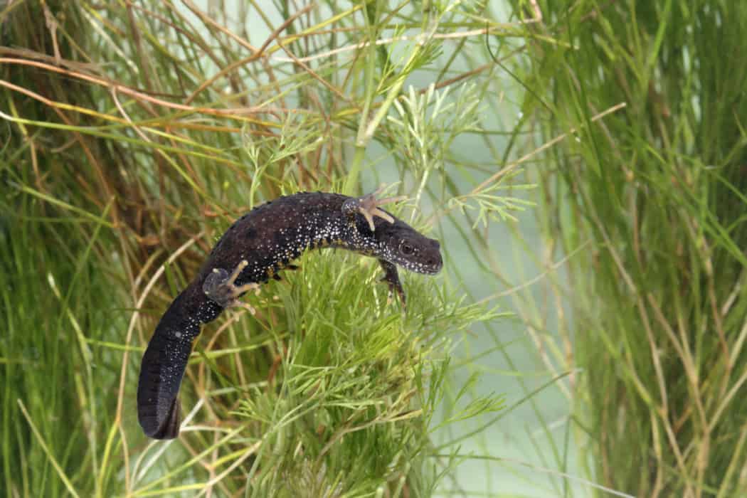 Great Crested Newts: Ecology and Surveys – Field Studies Council