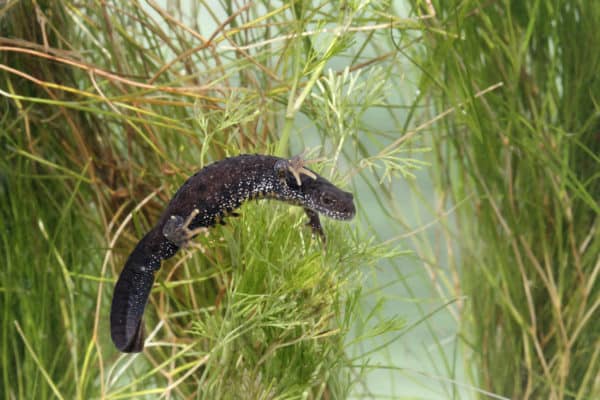 Great Crested Newts: Ecology and Surveys – Field Studies Council