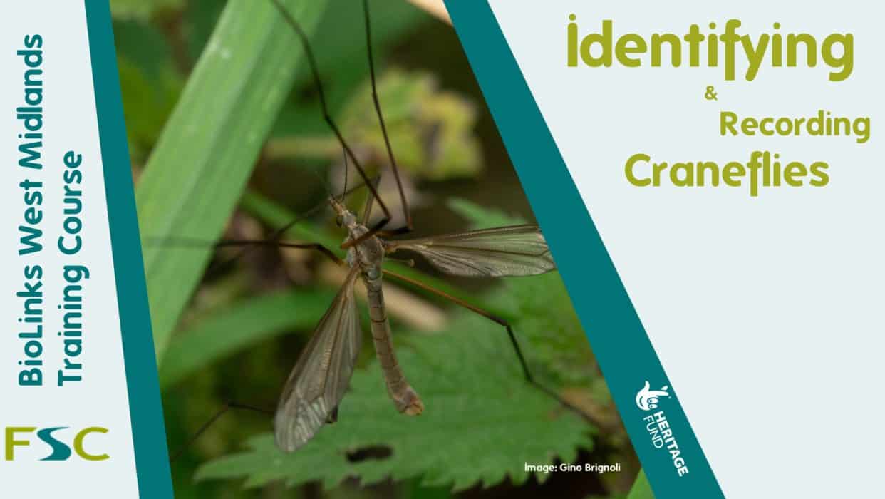 Identifying and Recording Craneflies - 14/10/2022 – Field Studies Council