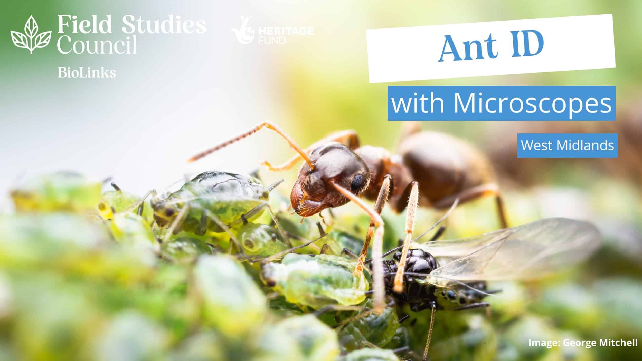 Ant ID with Microscopes – Field Studies Council