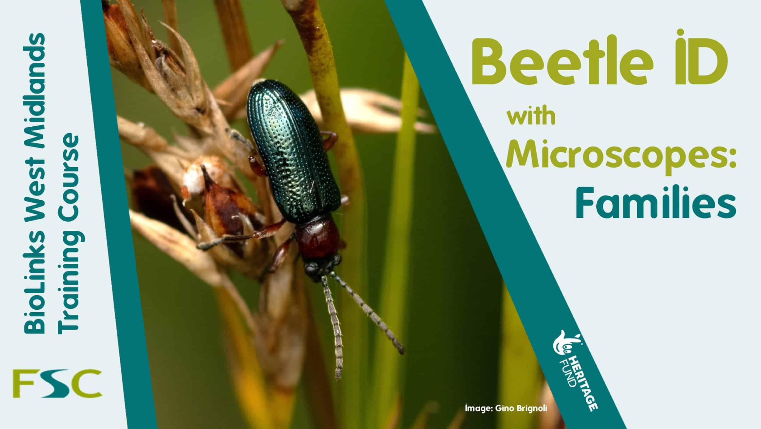 Beetle ID with Microscopes: Families – Field Studies Council