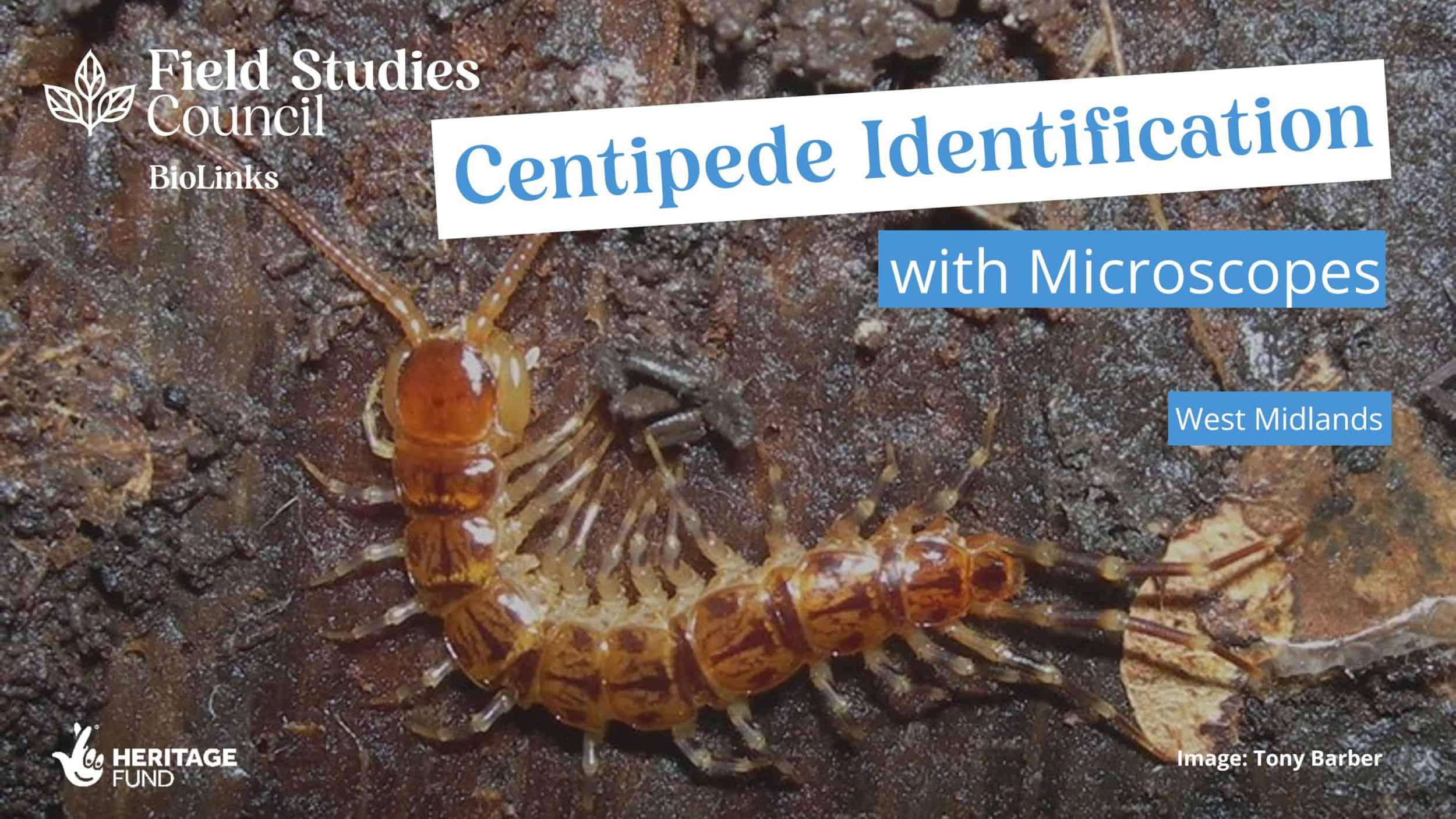 Centipede Under A Microscope