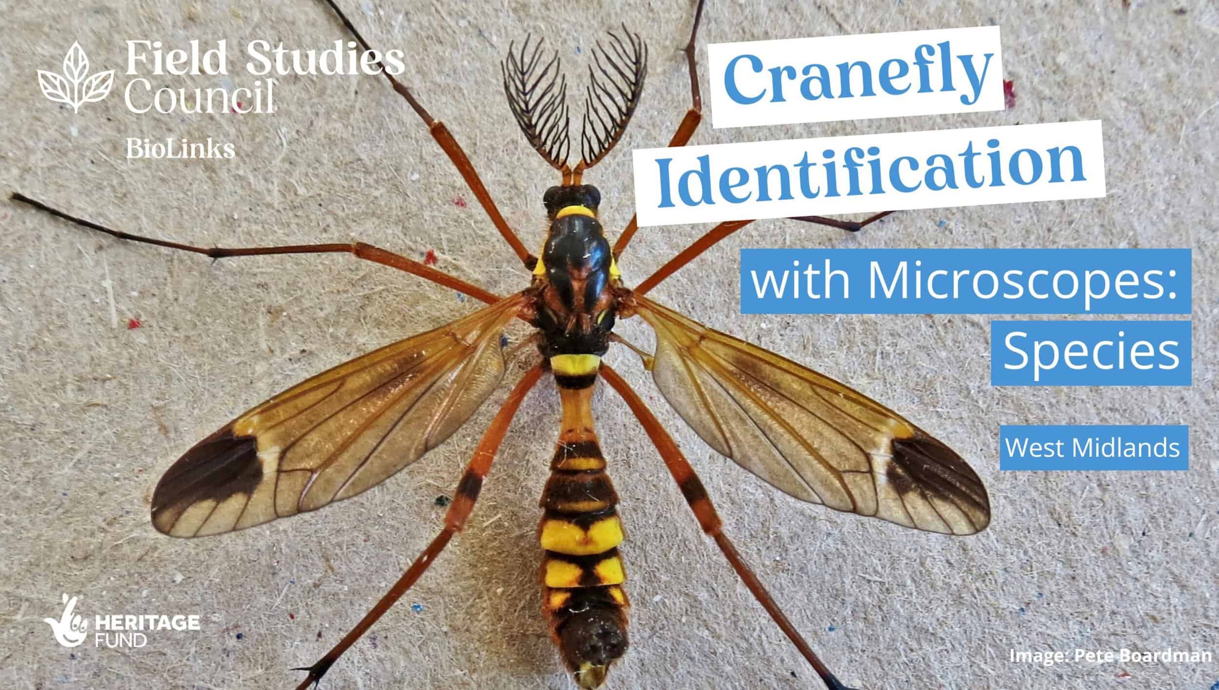 Crane Fly Species Uk