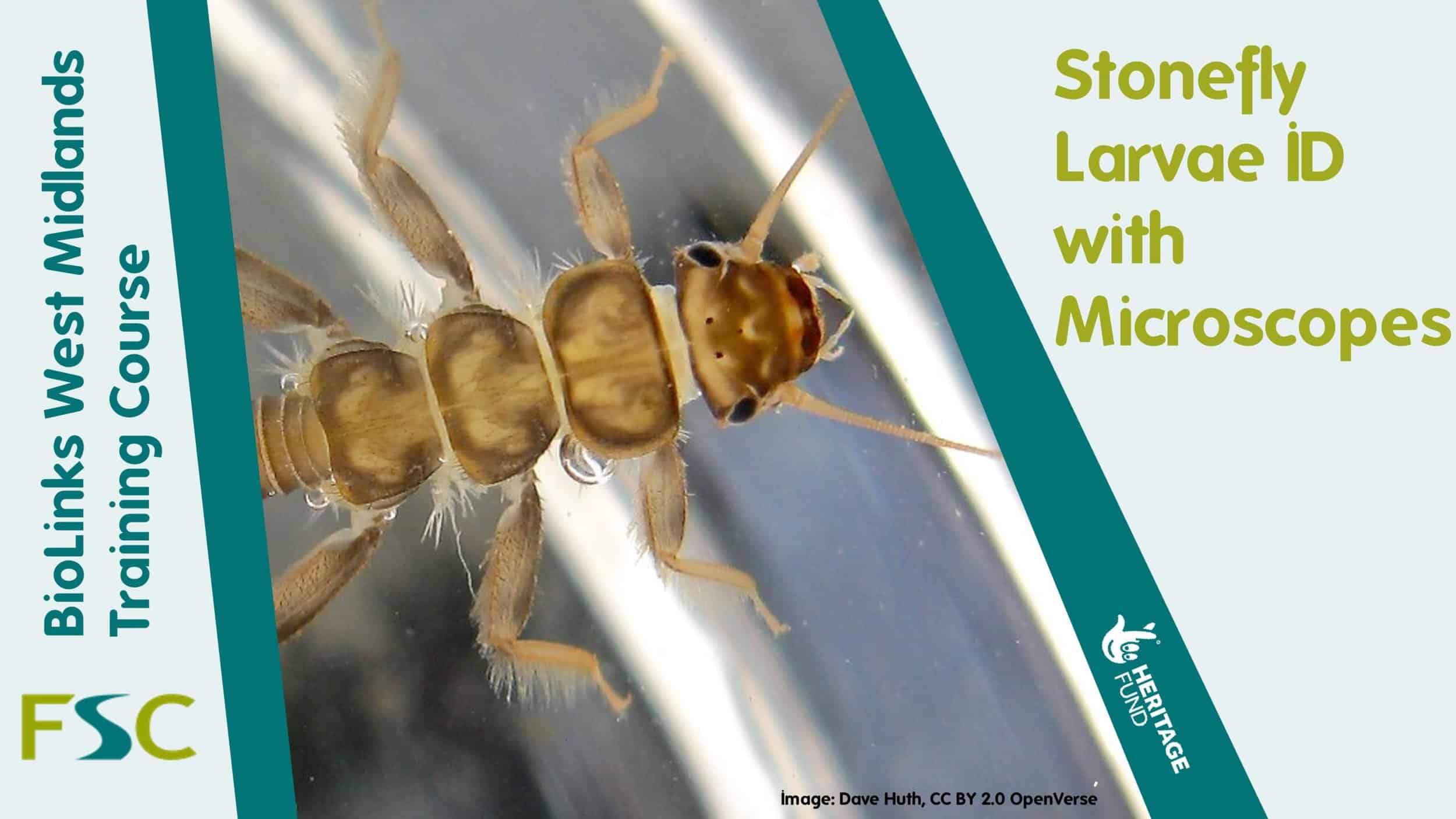 Stonefly Larvae Identification