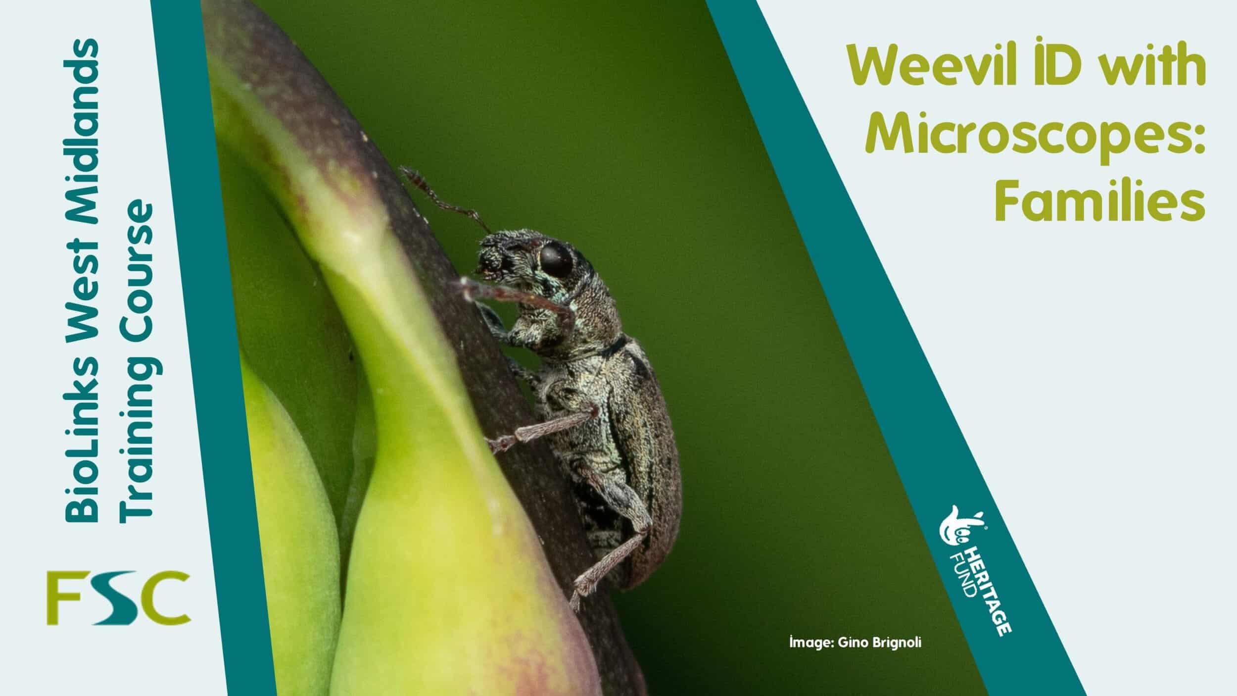 Weevil ID with Microscopes: Families – Field Studies Council