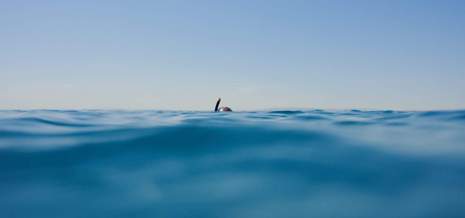 The Perfect Catch - Marine Science Camps